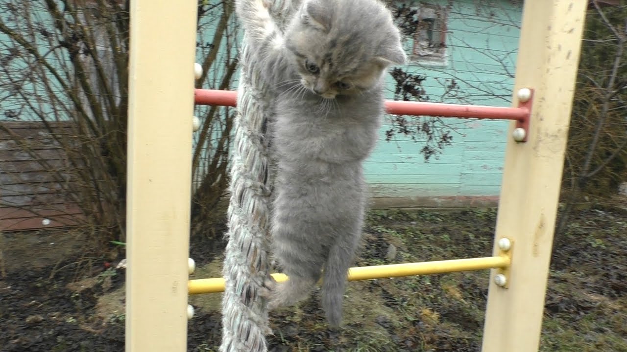 Climbs on a tightrope / Kitten Street - YouTube