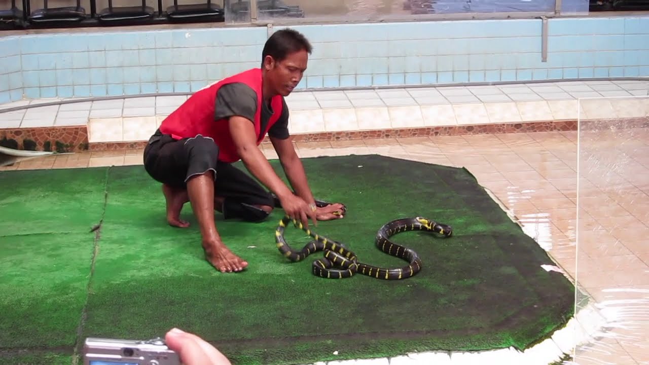 Thailand Snake show - YouTube