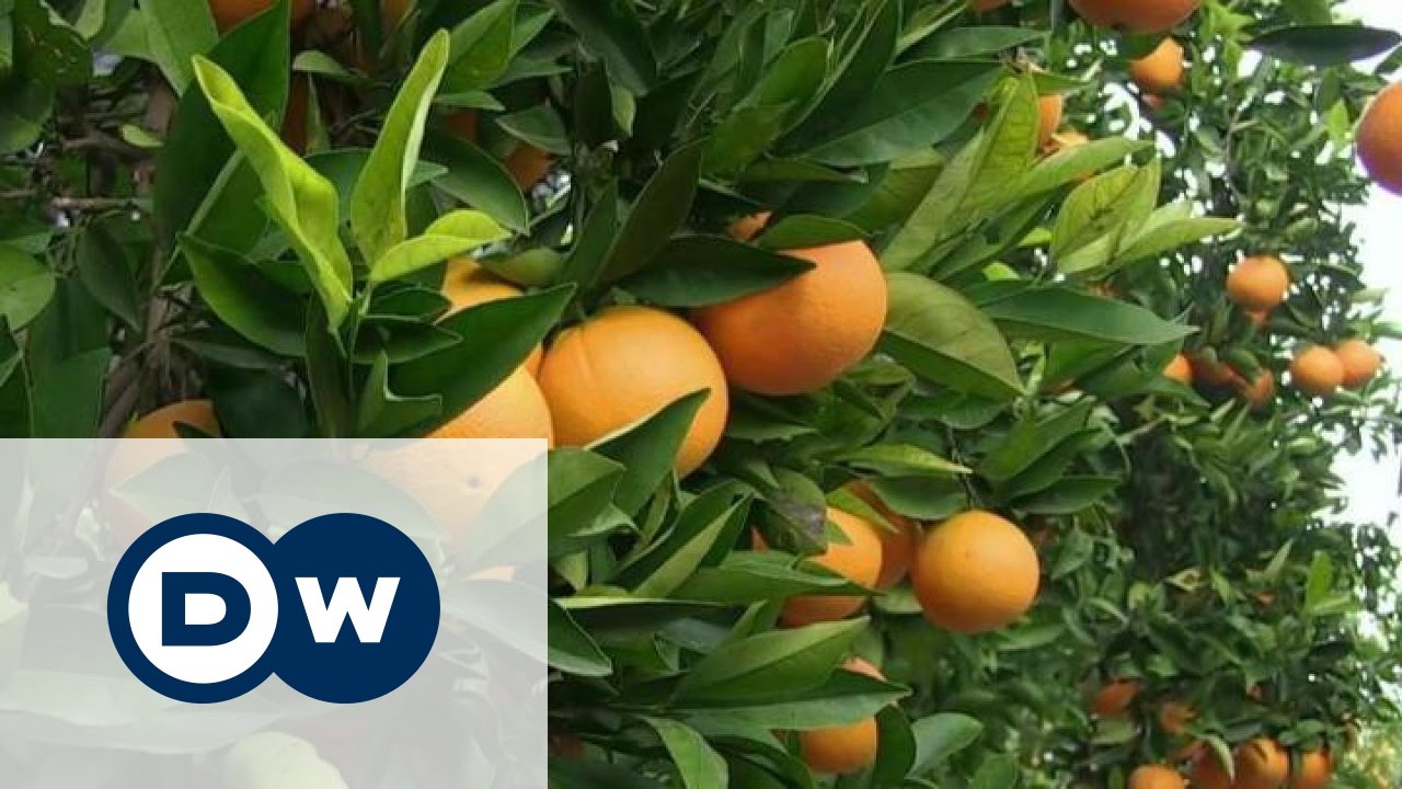 Crowd Farming: інноваційне фермерство в Іспанії - YouTube