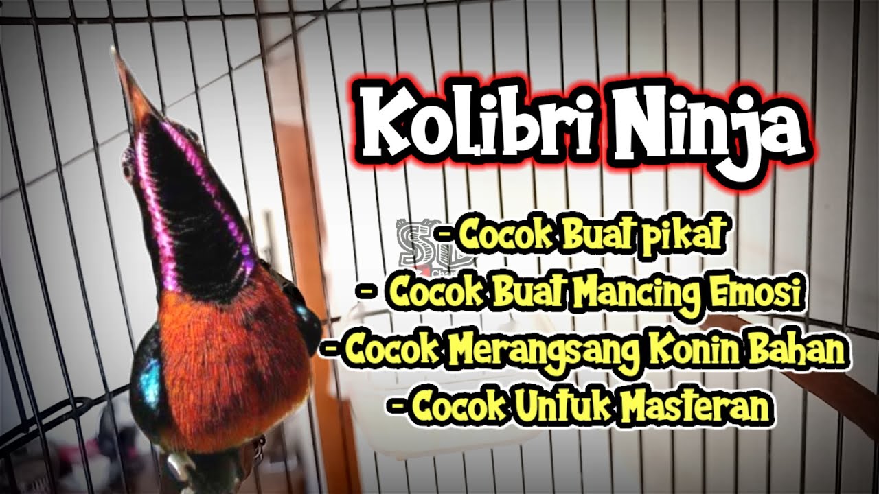 Suara kolibri ninja isian paling di cari buat pancingan , Merangsang ...