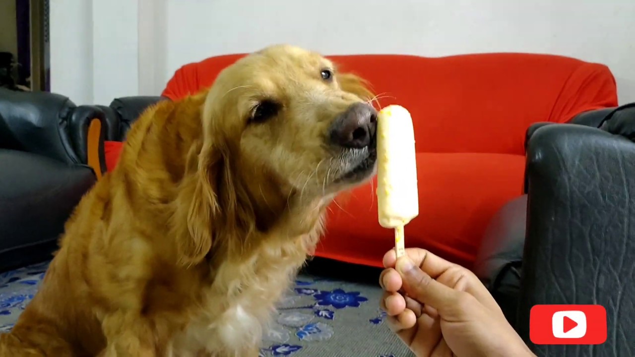 My Dogs Eating Their Ice Cream With Funny Reaction🍦🍦🍦🍧[FUNNY REACTS ...