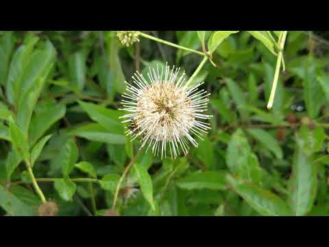 Buttonbush