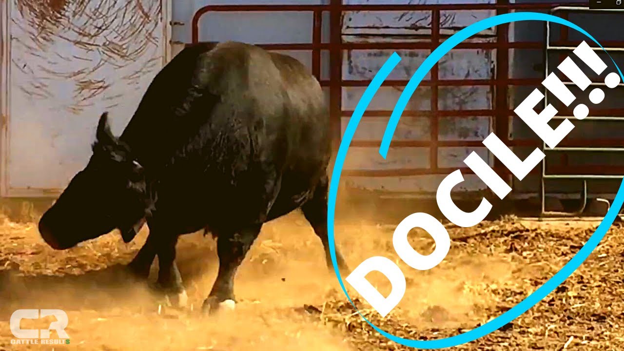 Super Docile Big Black Angus Bull!! McConnell Altitude 3114 - YouTube