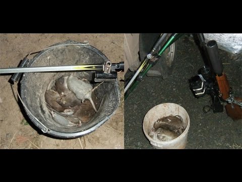 Pest Control with Air Rifles - Rat Shooting - Wockosaurus Re-upload ...