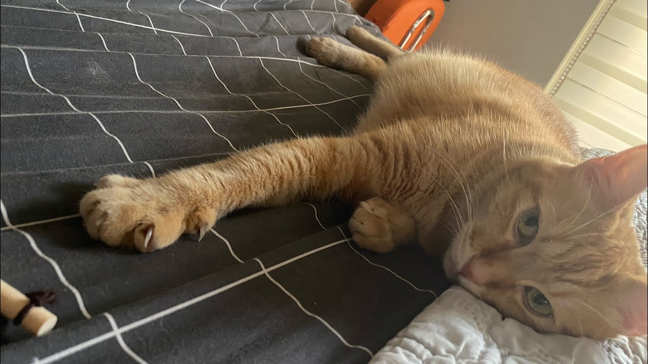 Pusang Mataba | Choi Choi is Naughty! Stop it Choi! - YouTube