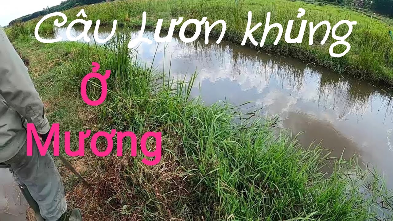 Câu lươn mương _ Một buổi chiều lươn khủng /Ditch eel fishing _ A great ...