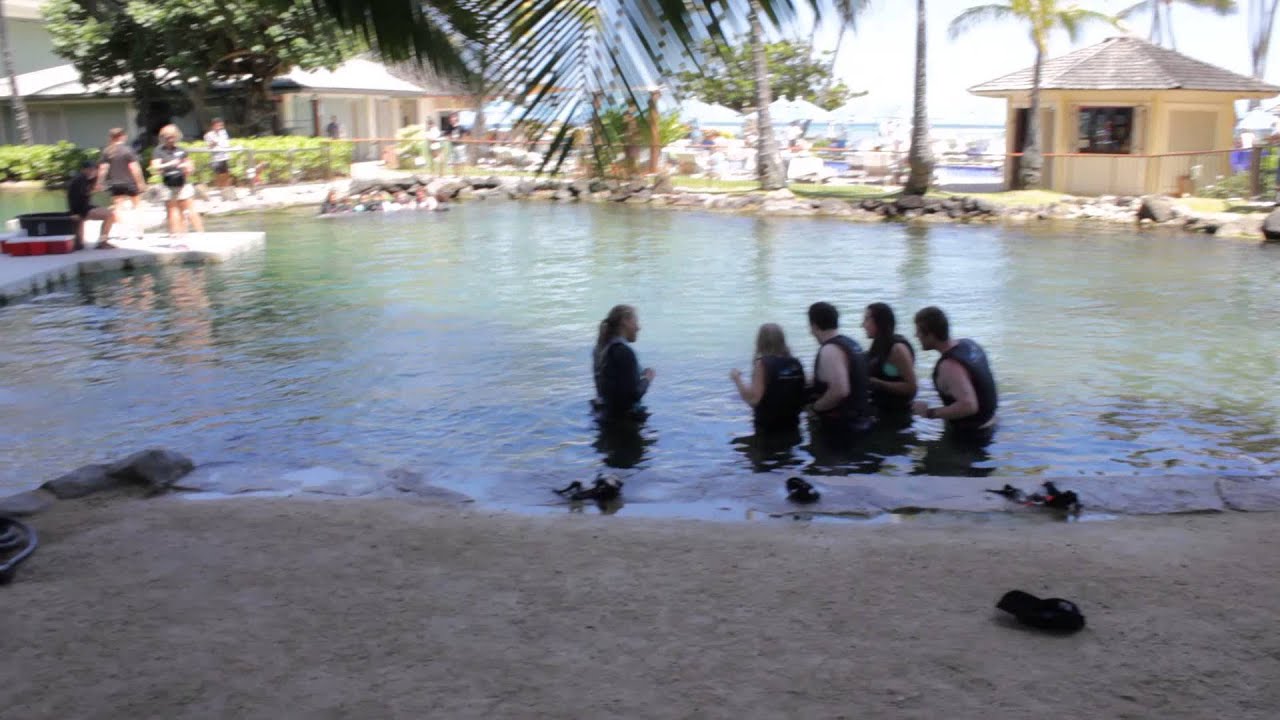 Dolphin Quest Oahu "Swim With Dolphins" 2015 - YouTube