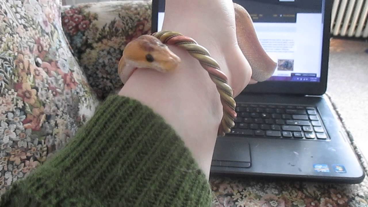 Whiskey (Champagne ball python) - YouTube