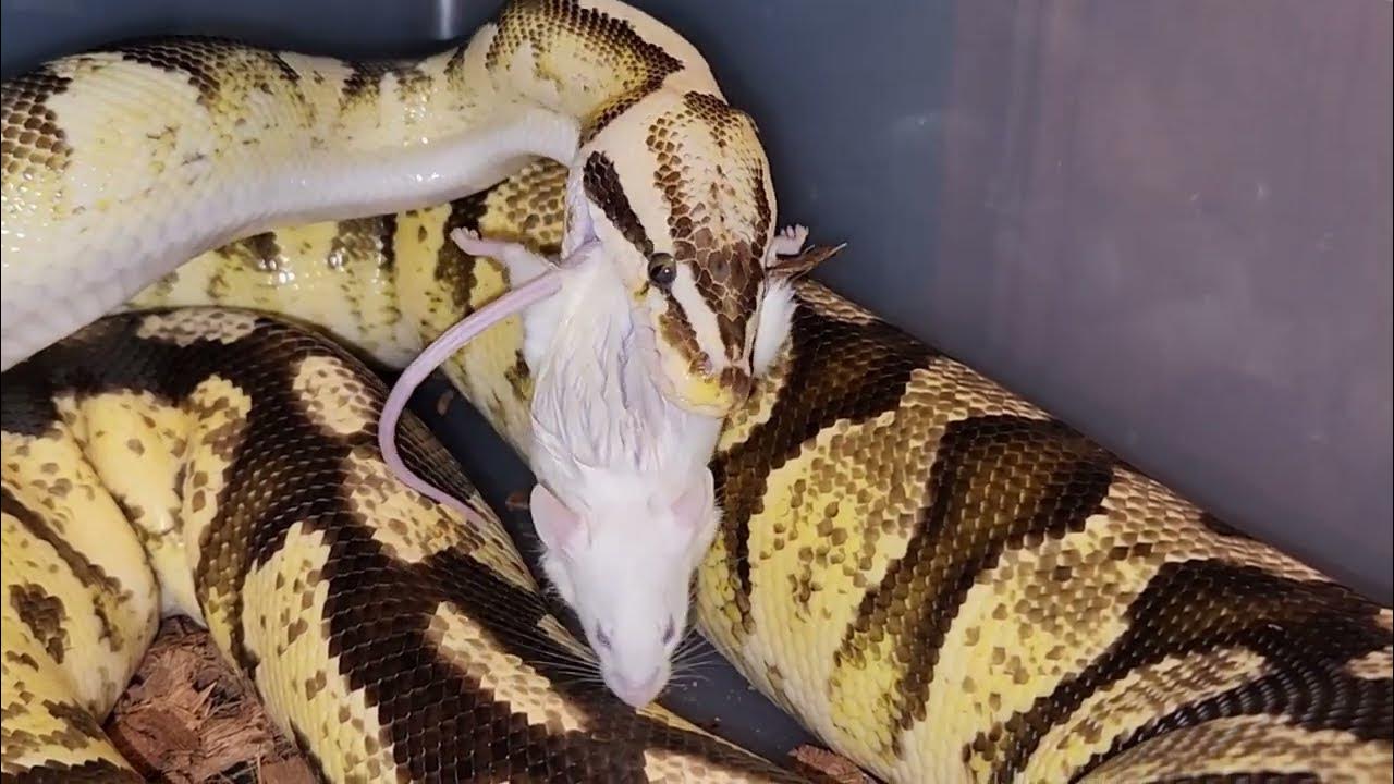 Python Squeezes The Life From 2 Mice / Warning Live Feeding - YouTube
