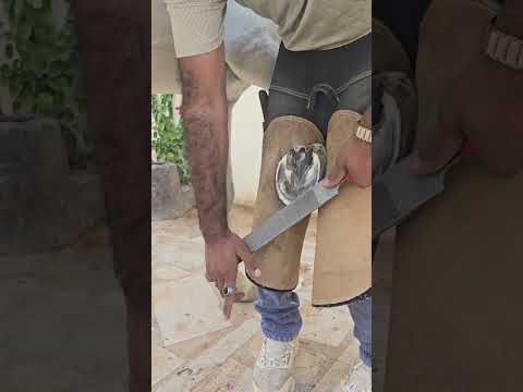 LONG HOOVES on ARABIAN STUD Horse Restoration