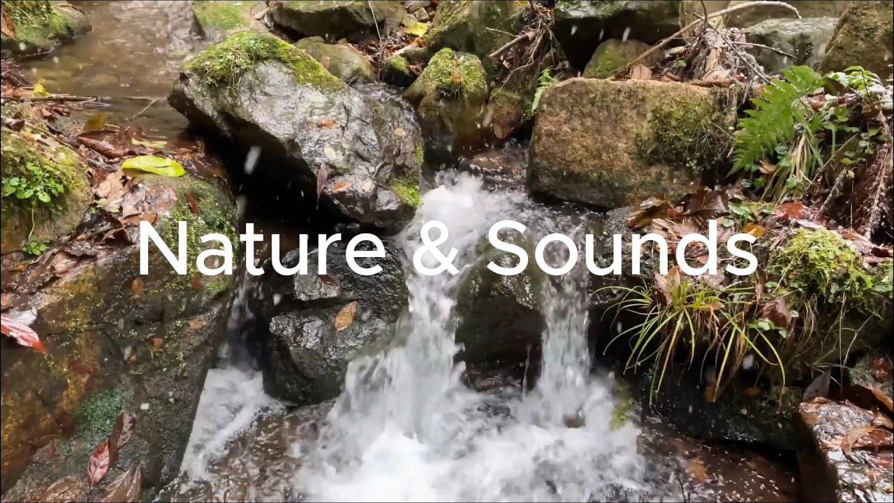 Nature and Sounds - YouTube