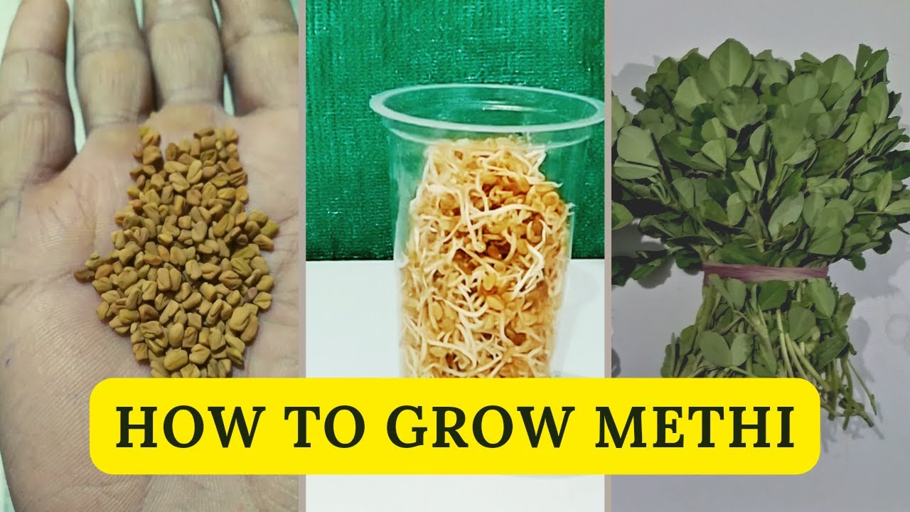 How to grow METHI 🍀🍀🍀|| Easy and fast method of METHI growing || # ...