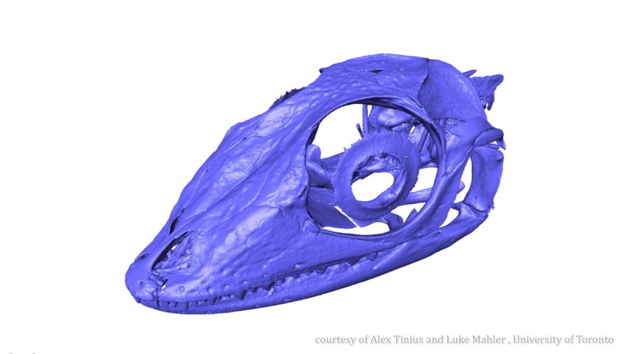 Anolis baleatus: 3D rendering of the cranium, 65 mm SVL - YouTube