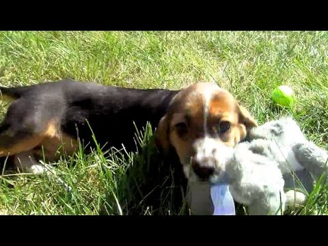 In vitro fertilization goes to the dogs - YouTube
