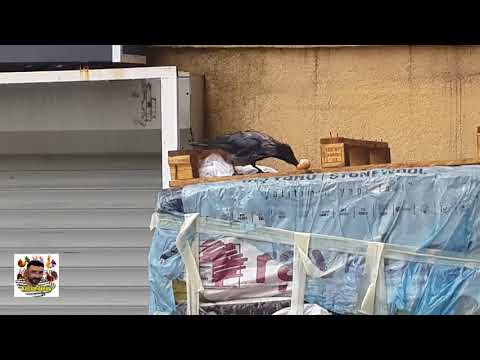 YUMURTA HIRSIZI KARGA ( Layt Brahma Yumurtasını Çalıp Yedi )