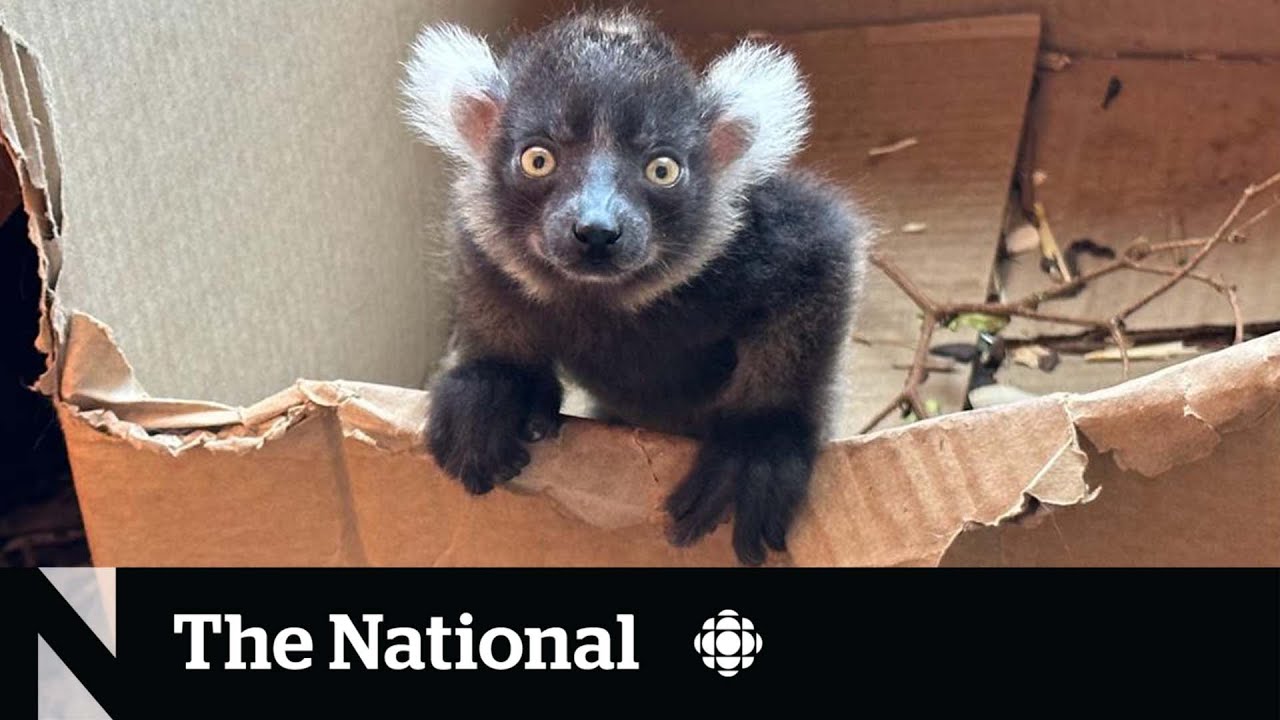 #TheMoment endangered baby lemur born at Calgary Zoo - YouTube