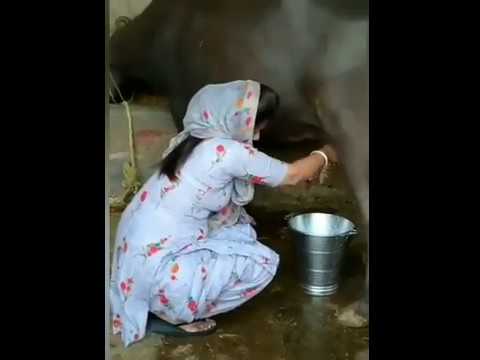 Buffalo milking by hand indian hardworking girl | village life | keep it sister good job