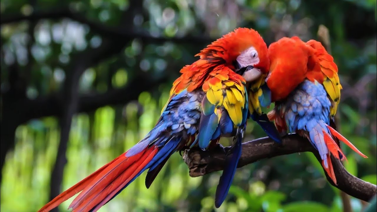 ZOO AVE RECIBE SIETE ANIMALES AL DÍA QUE FUERON EXTRAÍDOS DE SU ENTORNO ...