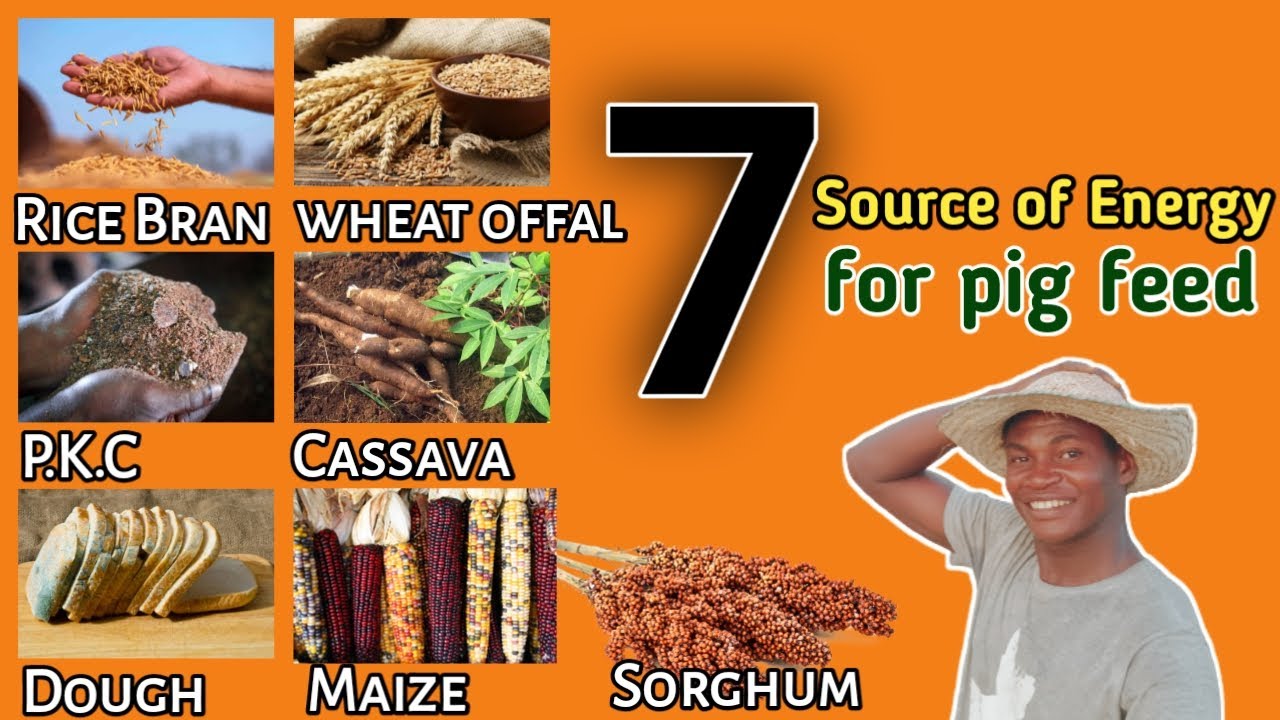 SEVEN (7) source of ENERGY for PIG FEED || Pig farming in Nigeria - YouTube