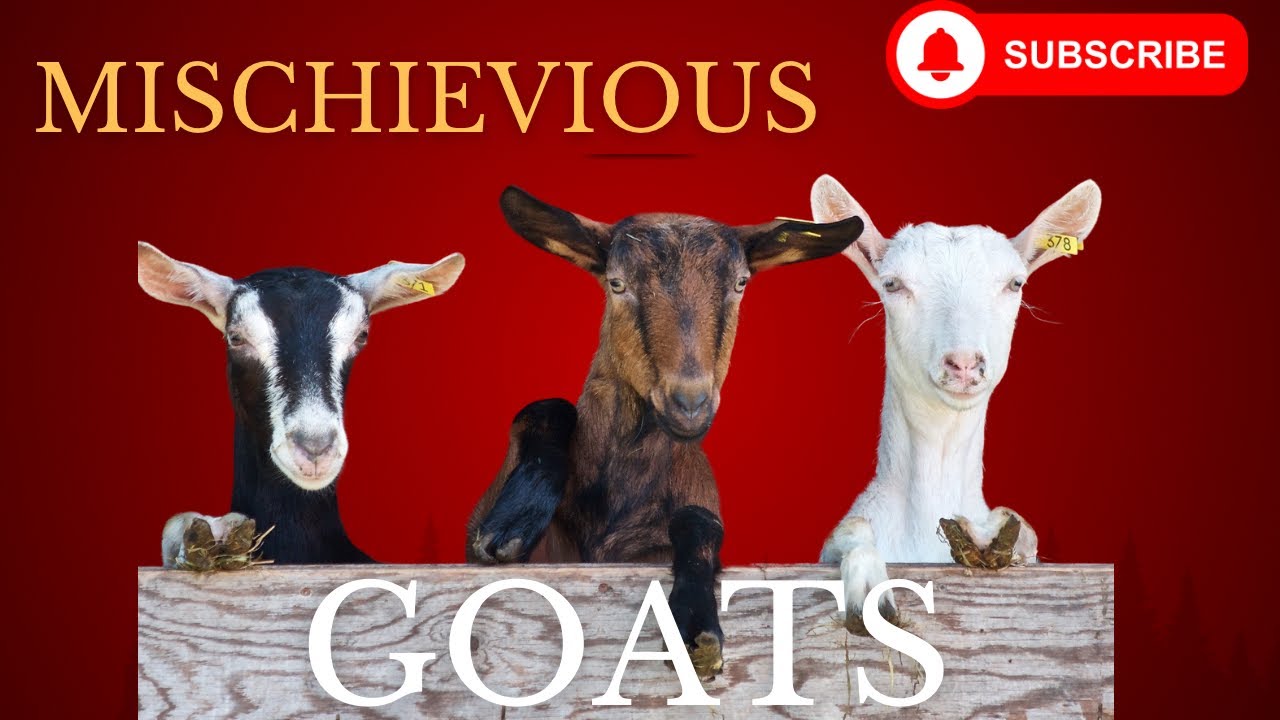 Goat Problem #goat #goats #animals - YouTube
