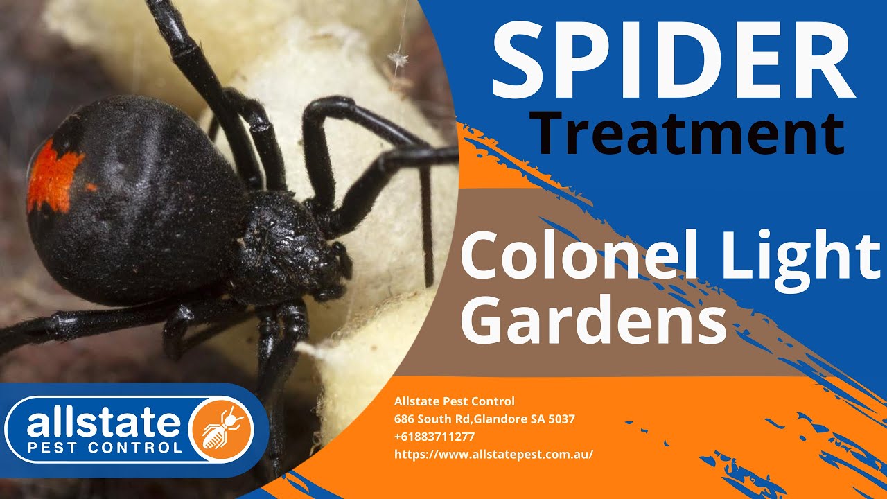 Spider Control Colonel Light Gardens - YouTube
