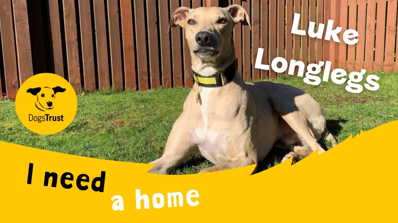Luke Longlegs the lovely Lurcher | Dogs Trust West Calder - YouTube