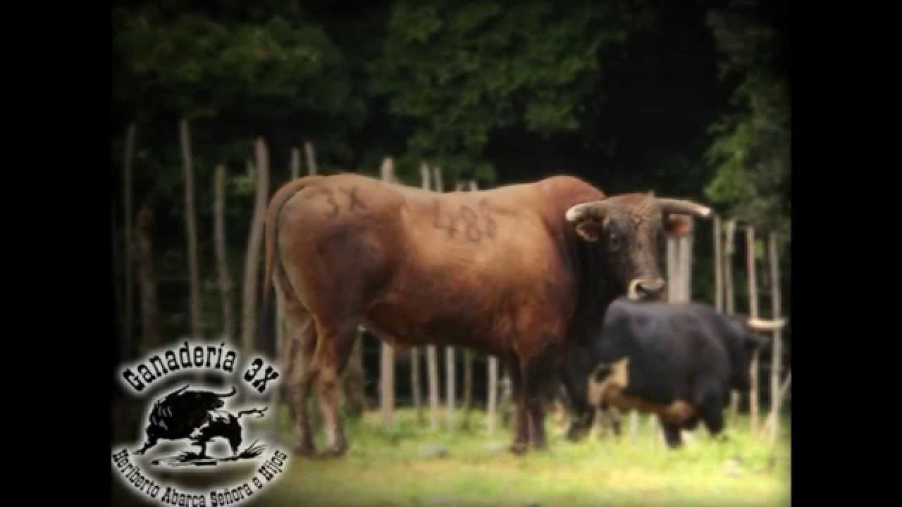 El Coloradilla!!! - YouTube