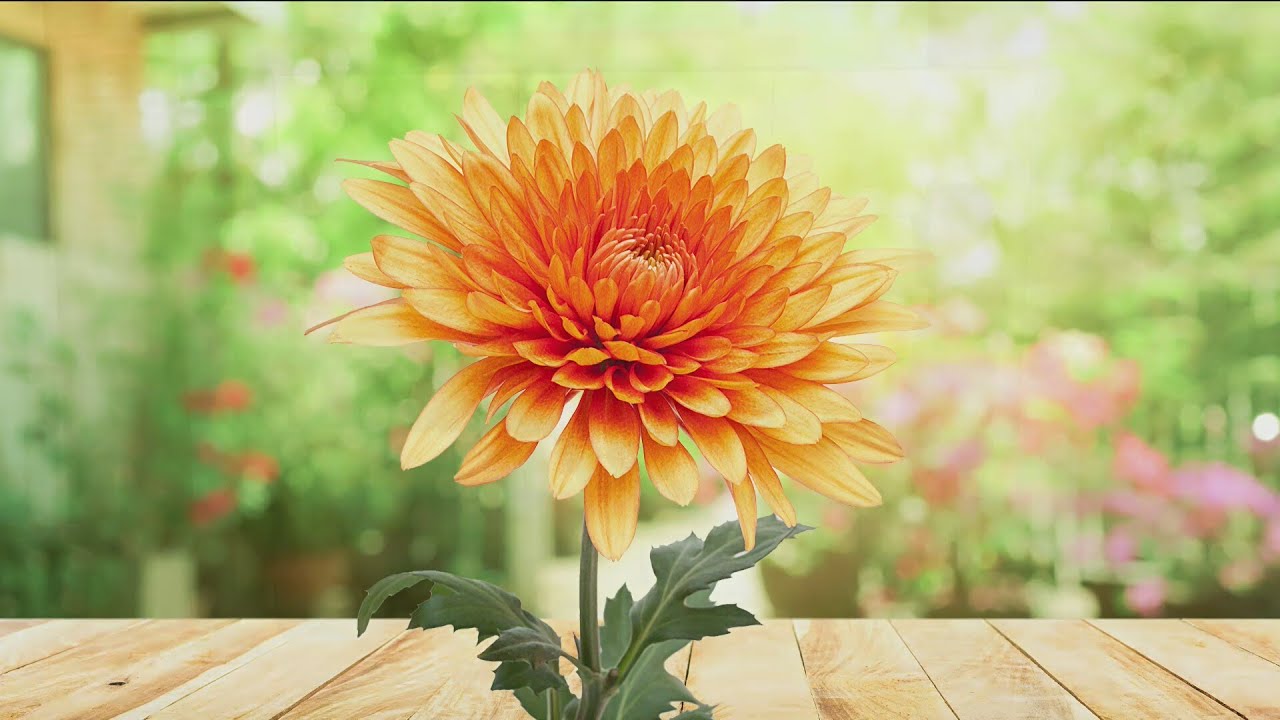 The Frame Game: Flowers - YouTube