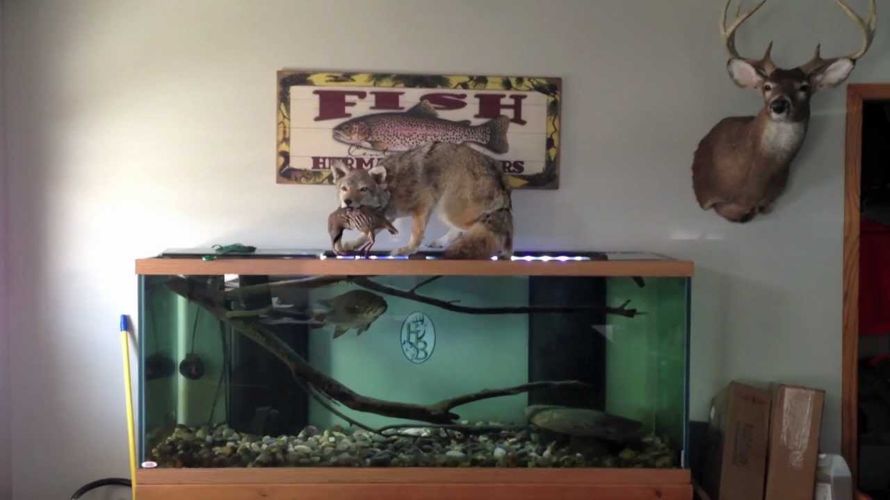 Herman Brothers Feed Goldfish To Trophy Smallmouth - YouTube