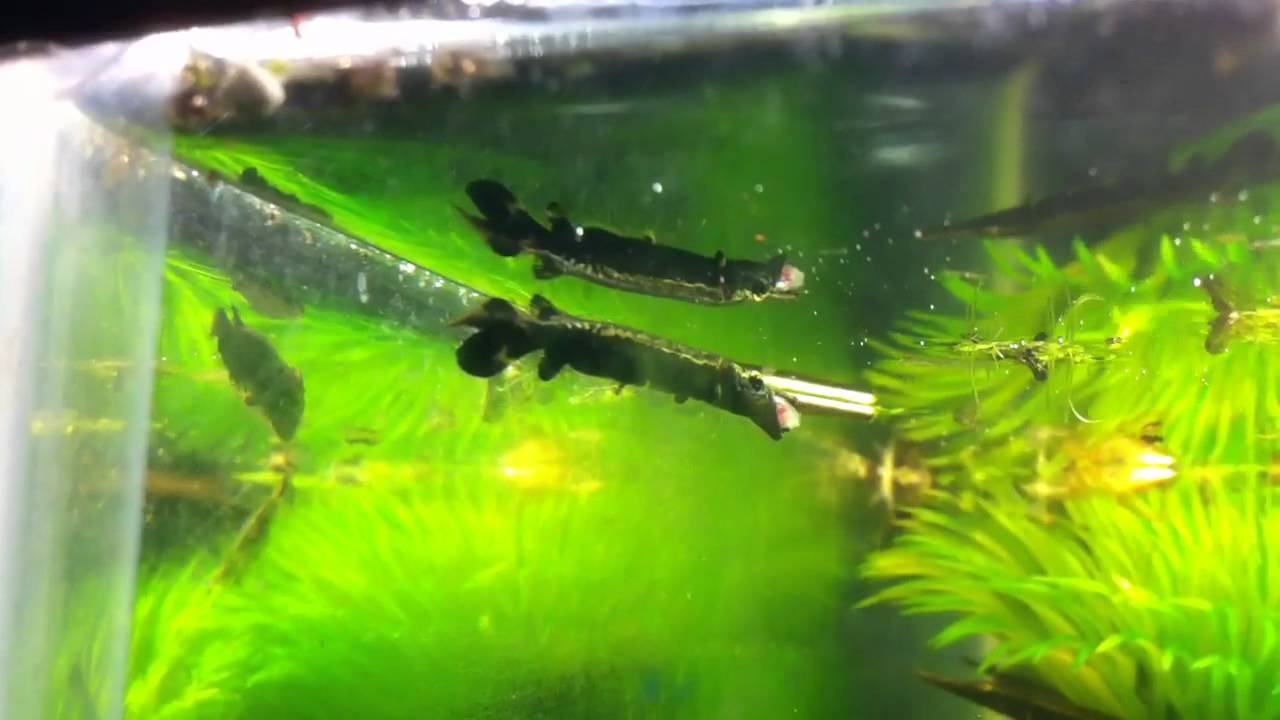 Louisiana spotted Gar fry eating baby goldfish - YouTube