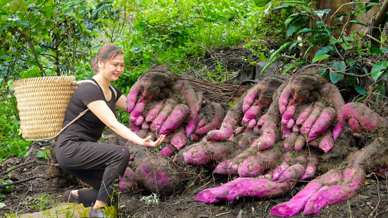 Harvesting Giant Purple Yams, Cooking Delicious Dishes From Wild Yams ...
