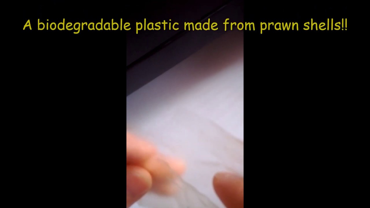 Biodegradable plastic made from prawn shells - YouTube