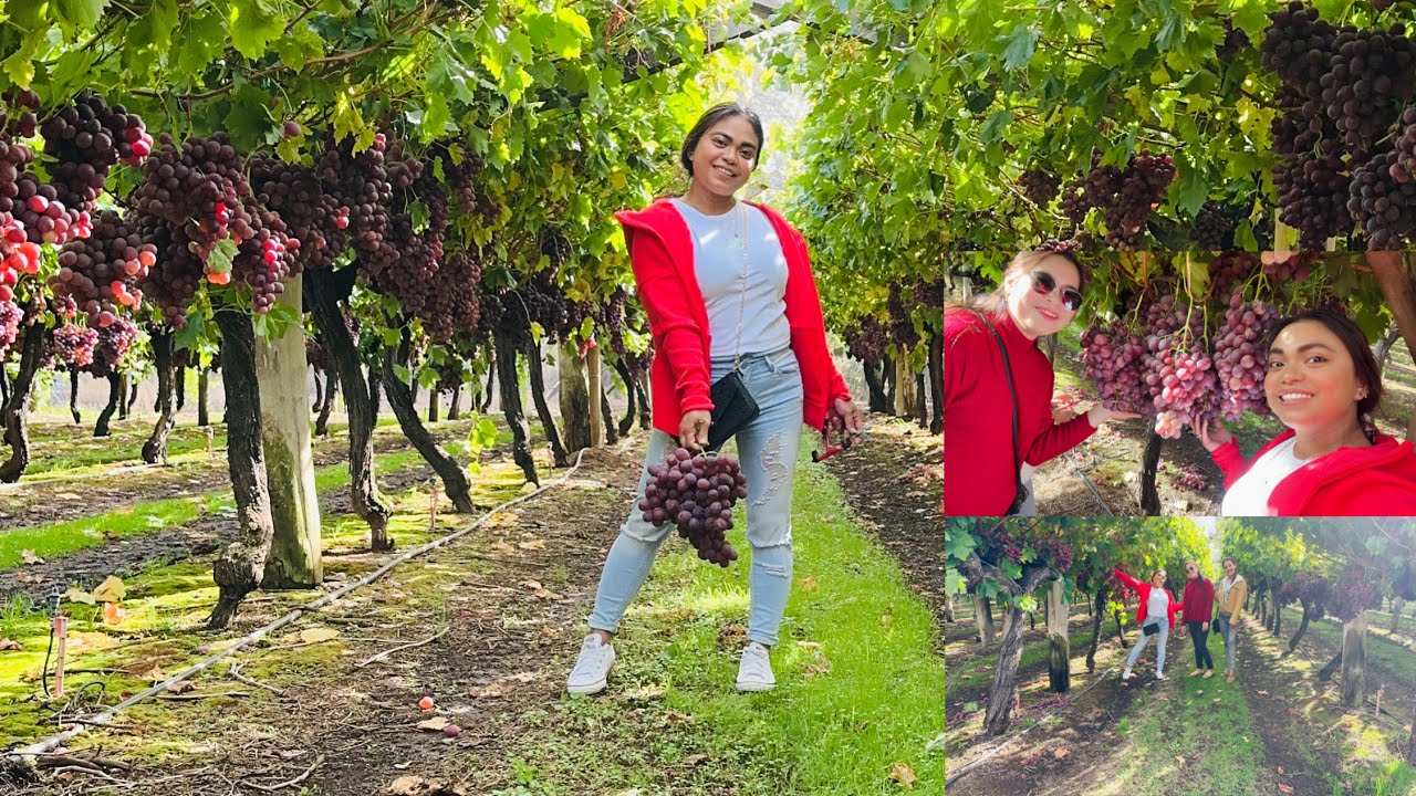Grape Picking|Australia|Emzy Anker - YouTube