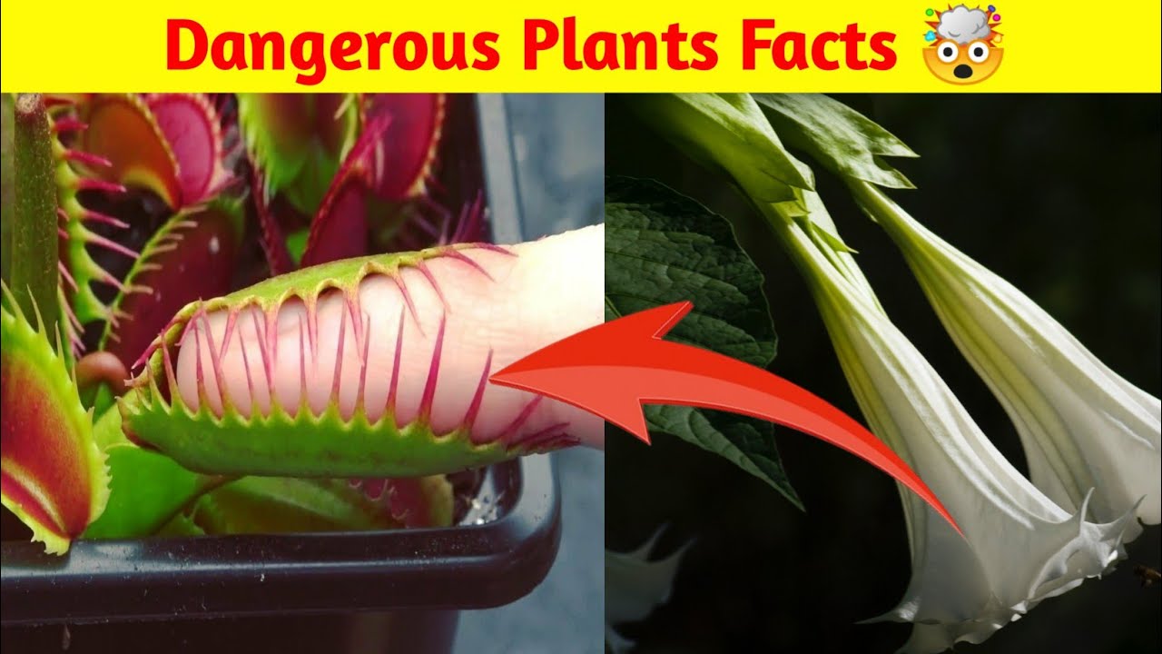 Top 10 Facts About Plants FactShah facts factsinhindi YouTube top-10-facts-about-plants-factshah-facts-factsinhindi-youtube