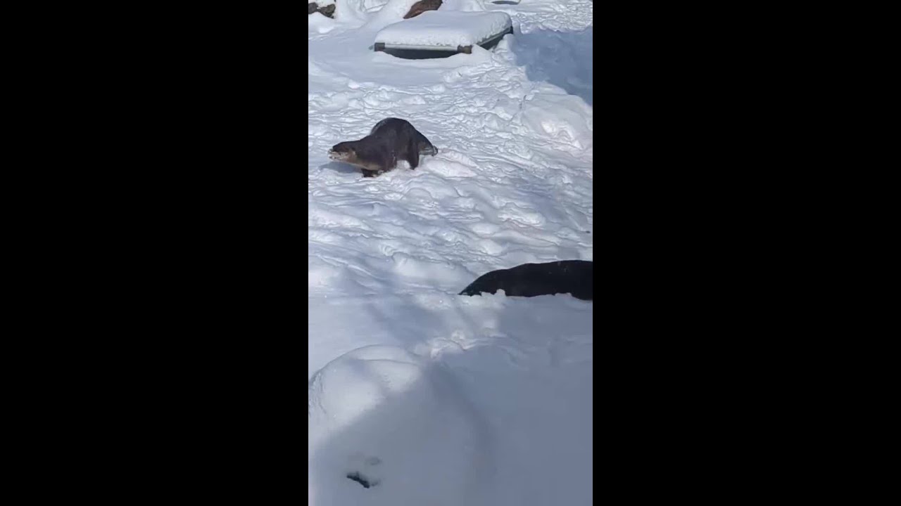 Otter Slides Through Snow on Belly at Indiana Zoo - YouTube