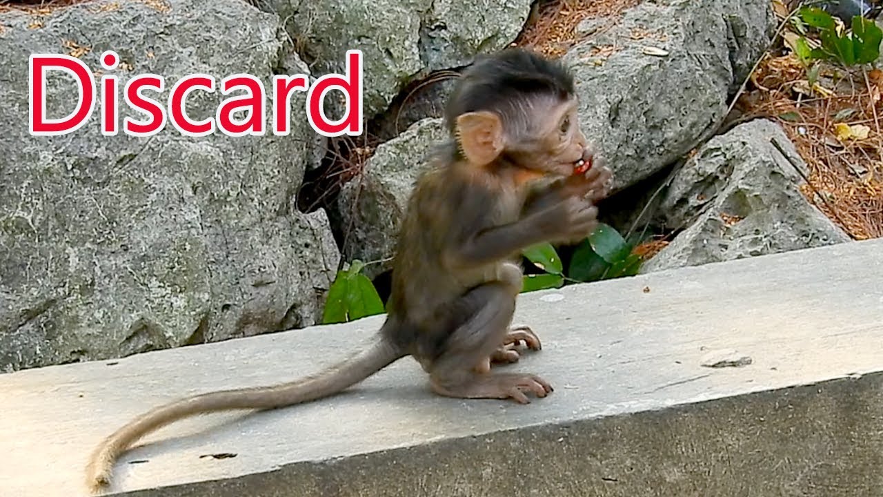 Poor baby monkey being ignored by mother after grow up | Why mom ...