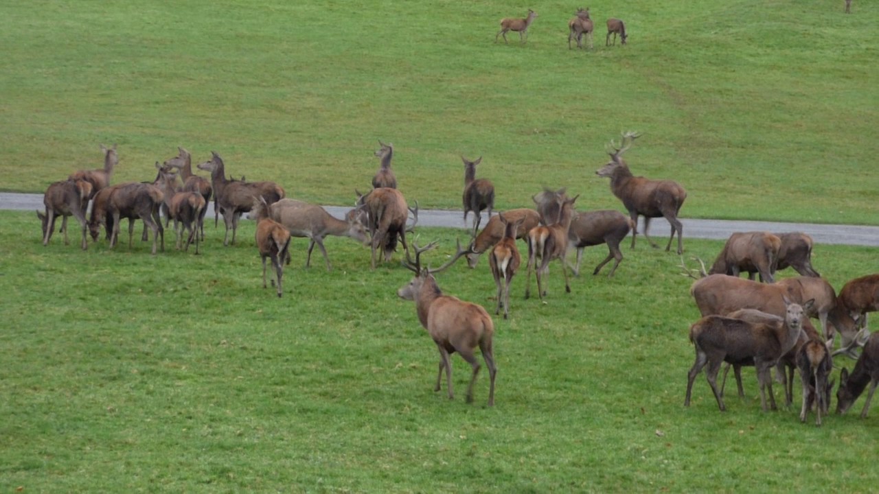 margam park deer - YouTube
