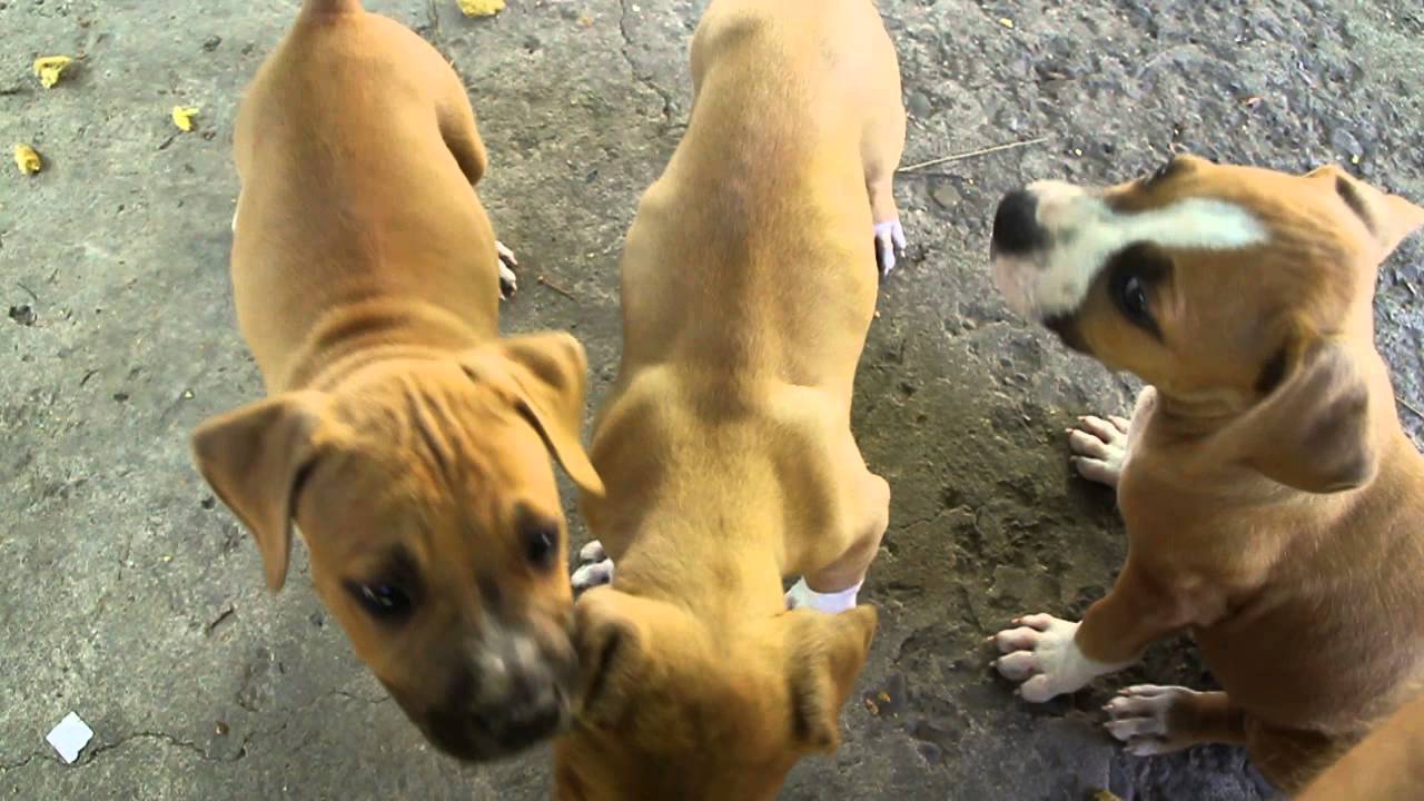 Amstaff puppies attack - YouTube