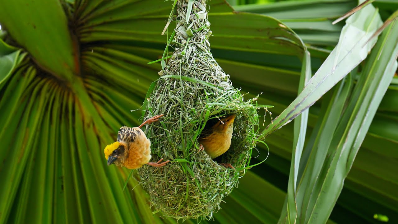The Most Beautiful Bird Nest In The World Bird Build Nest With Natural ...