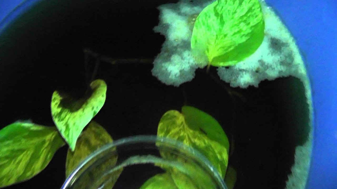 Mastak breeding program: Alpha777 day 3 of 3 - YouTube