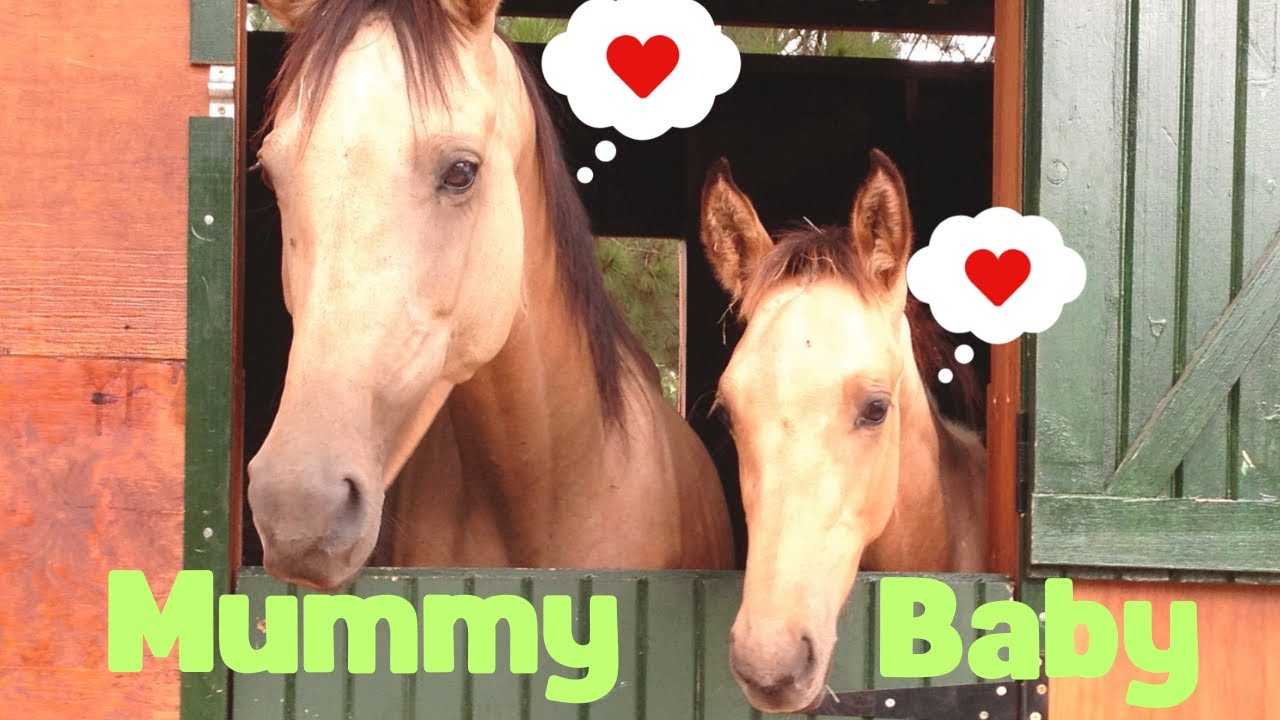 Mummy Horse and Baby Horse Song Fun Animal Adventures for Kids - YouTube