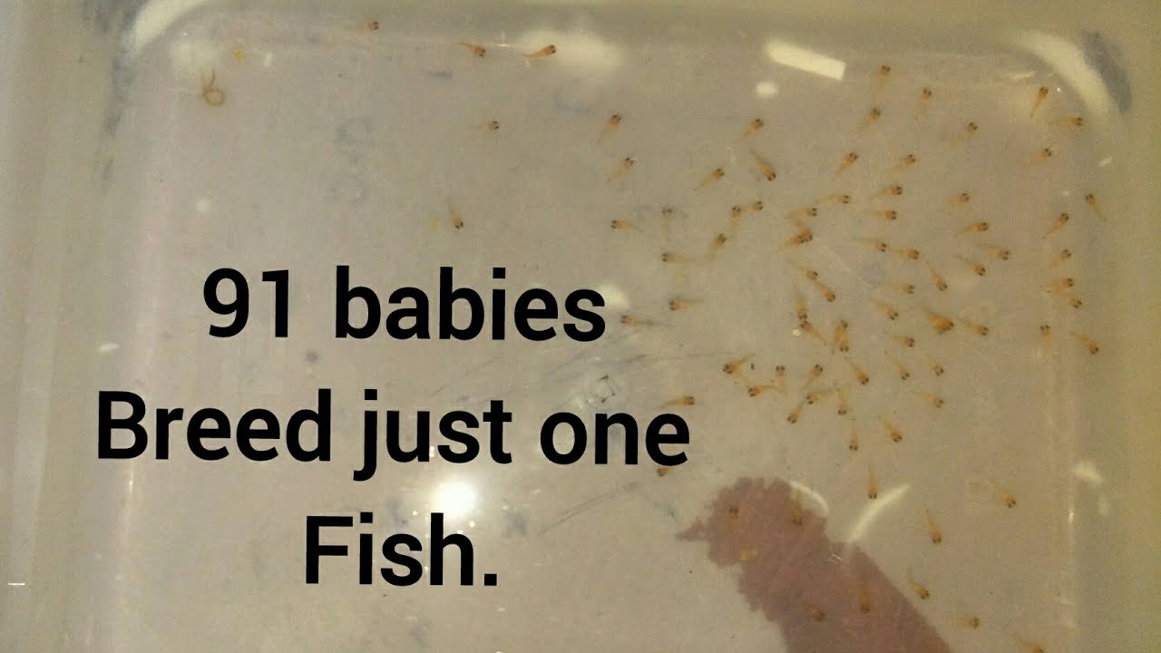 OMG Platy fish breed 91 babies. - YouTube