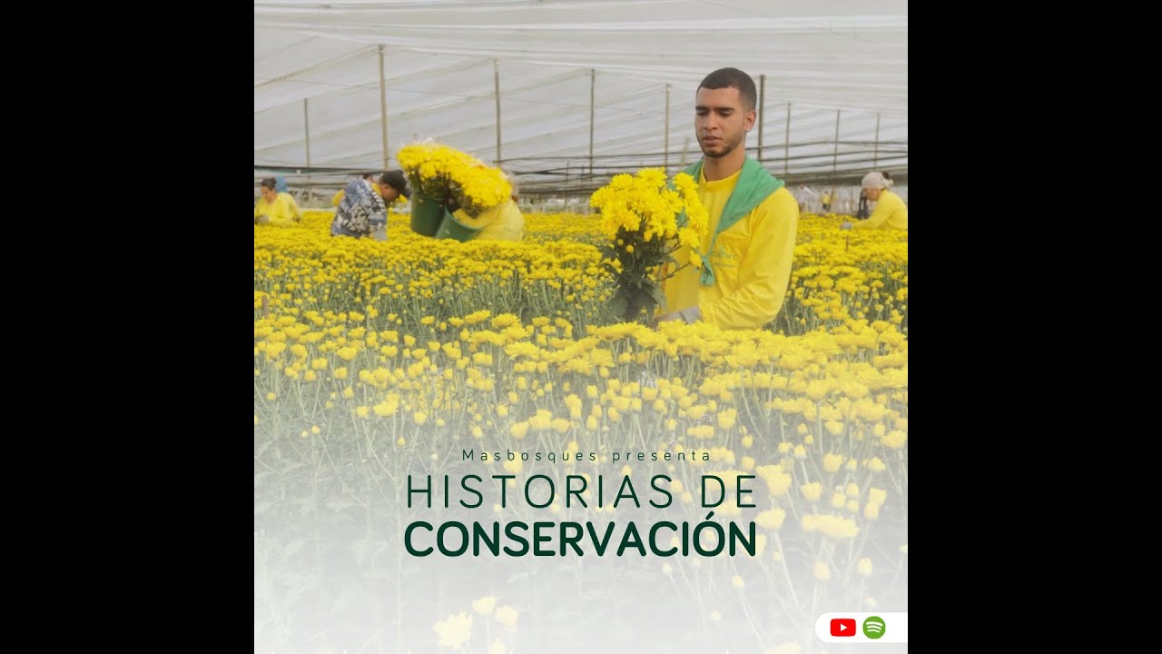 9. Flores El Capiro, un aliado por la sostenibilidad - YouTube