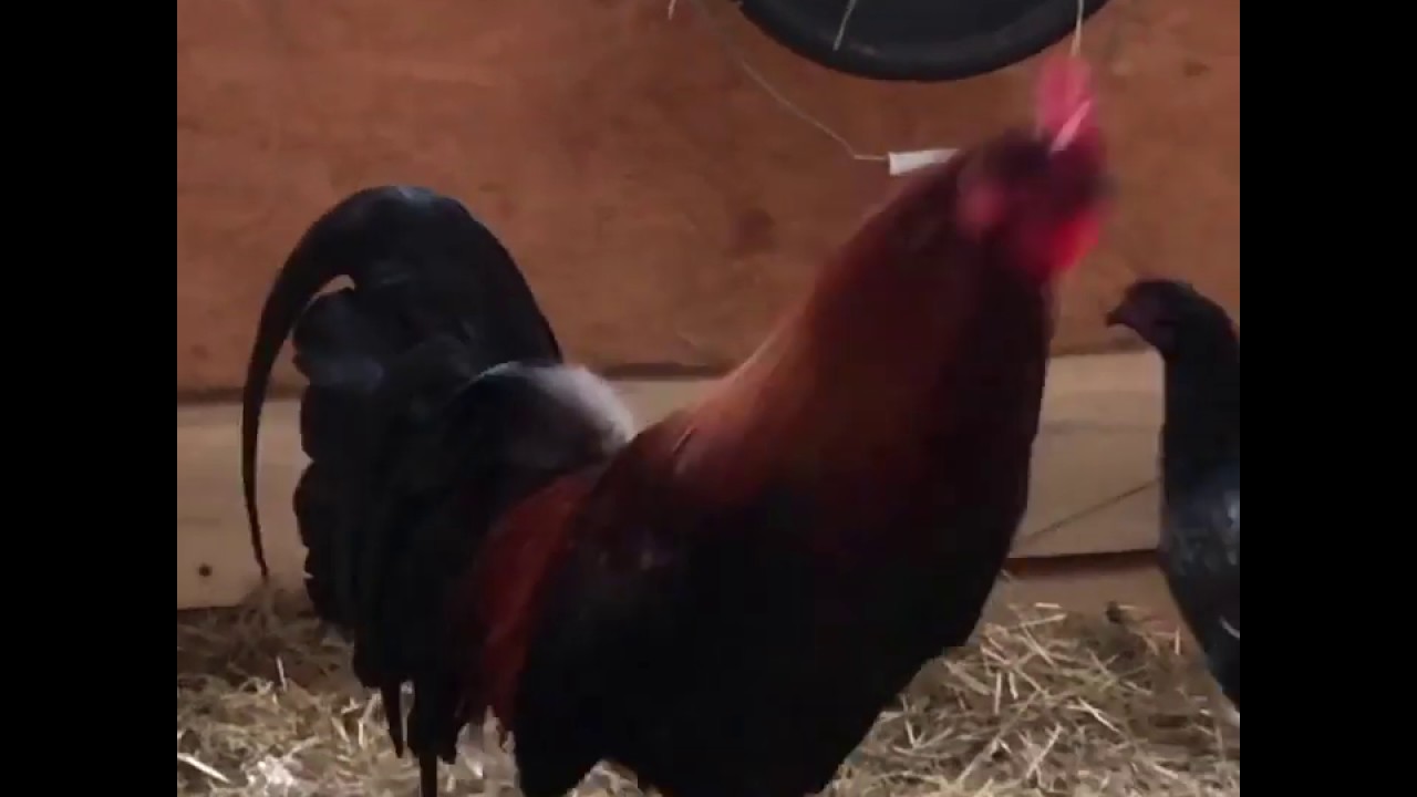 Gallo negro “Buchos Black” buchos Gamefarm - YouTube