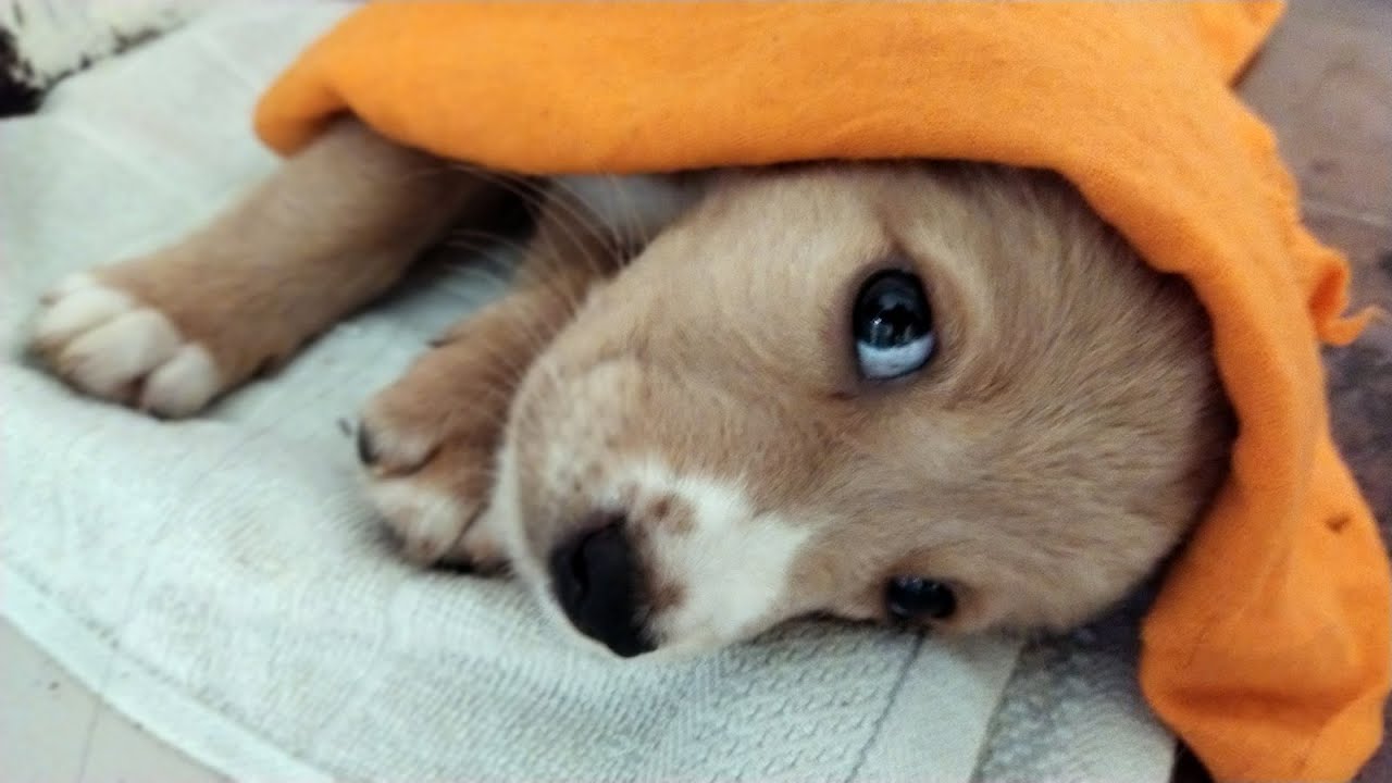 Smaug My Little Puppy - YouTube