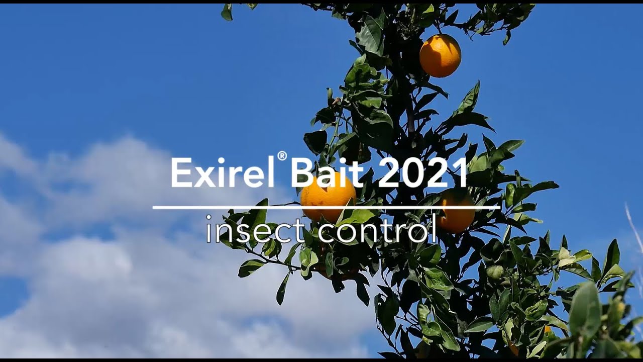 Exirel® Bait 2021: il nuovo insetticida contro la mosca della frutta ...