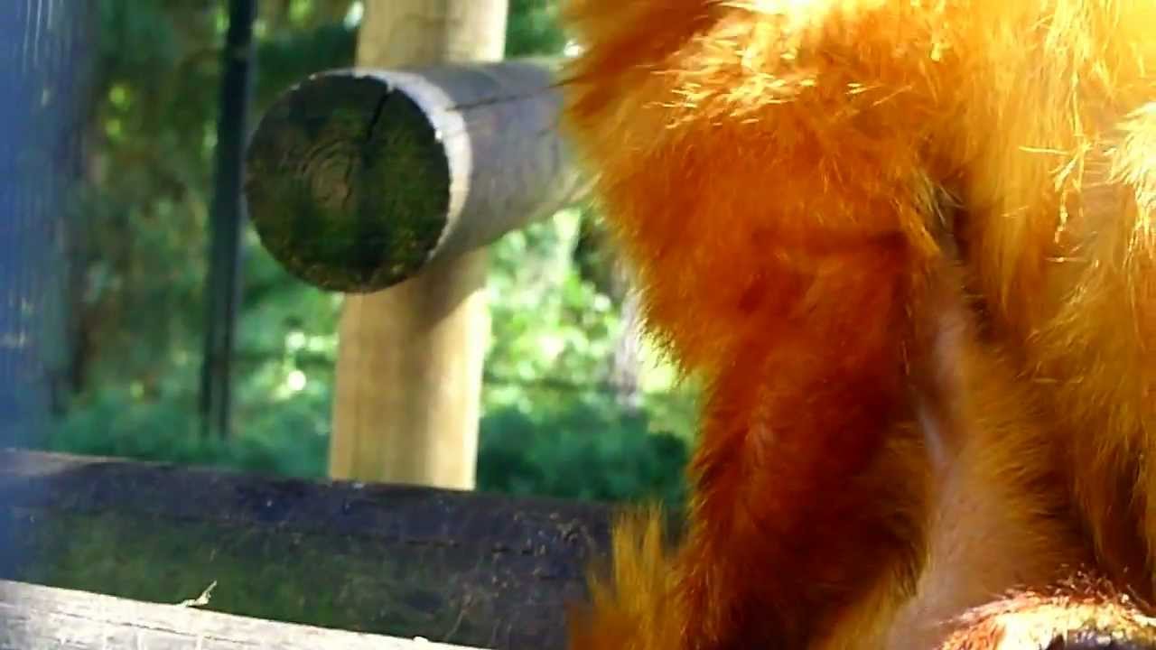 petit singe roux mignon - YouTube