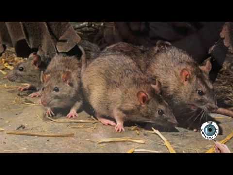 5 of the World's Deadliest Diseases! - YouTube