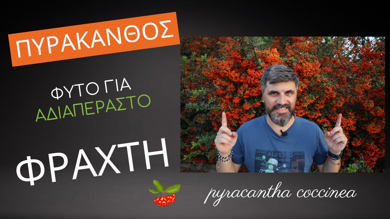 Πυράκανθος. Ιδανικό φυτό για αδιαπέραστο φράχτη και χρώμα μέσα στο ...