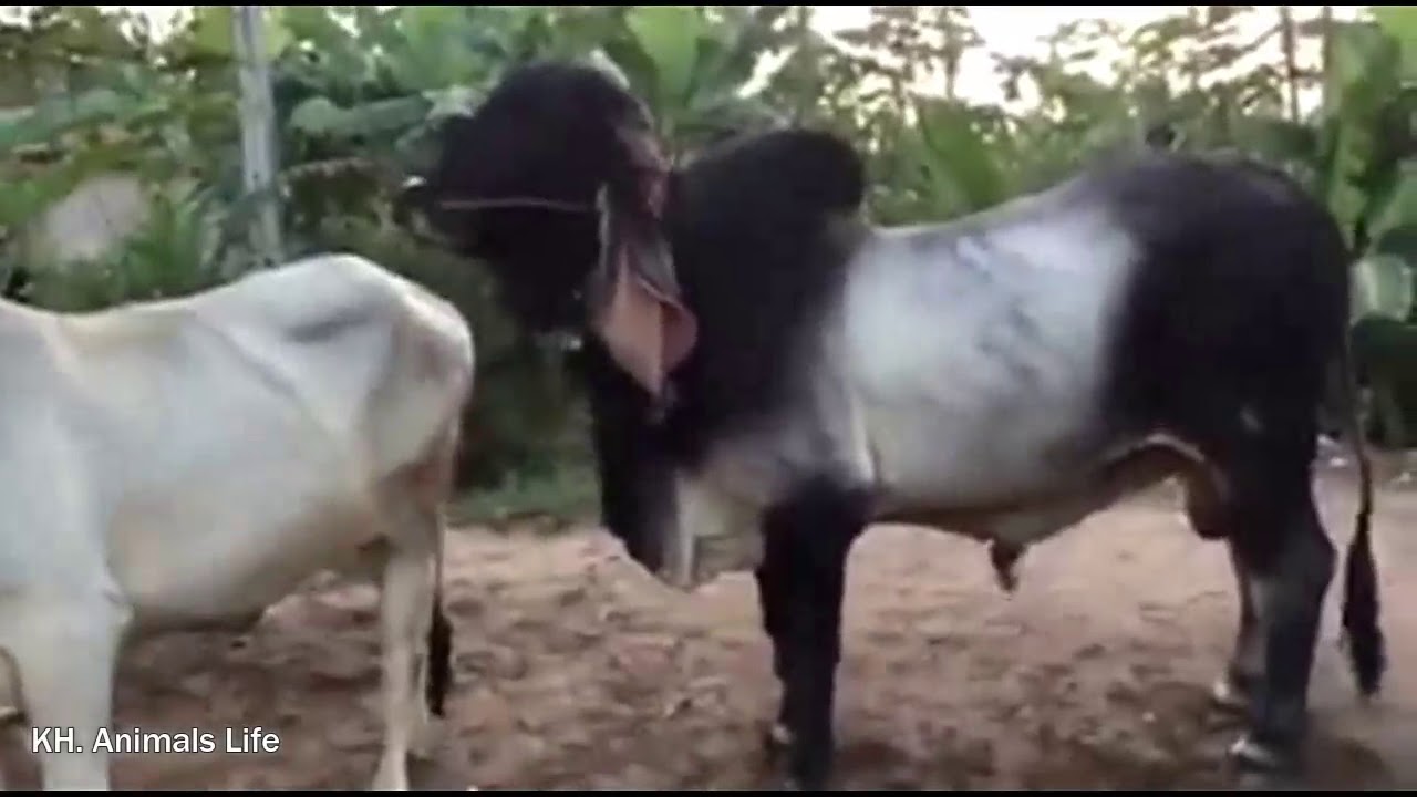 Wow! Strong Bull - Big Bull Show breeding with cute cow - Bull in ...